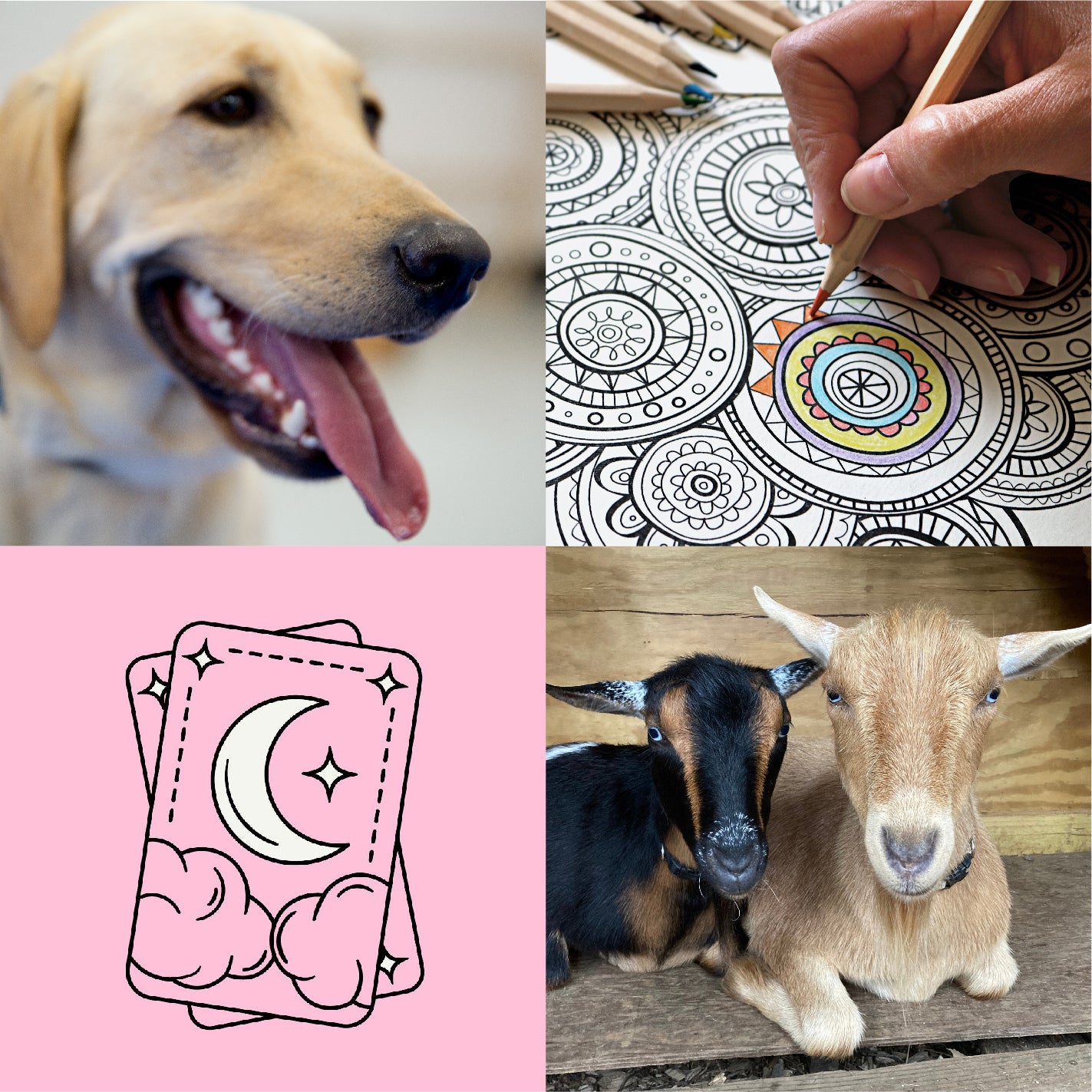 De-stress Fest | Penn Libraries